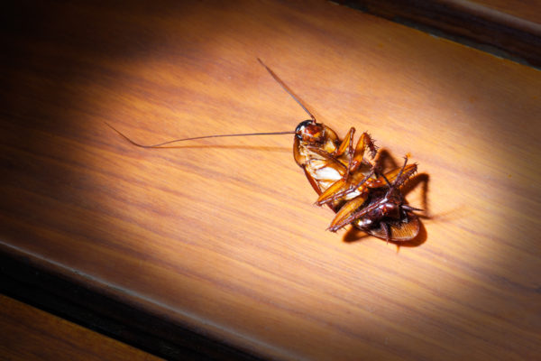 Cockroaches like Arizona too | Alpha Pest Control