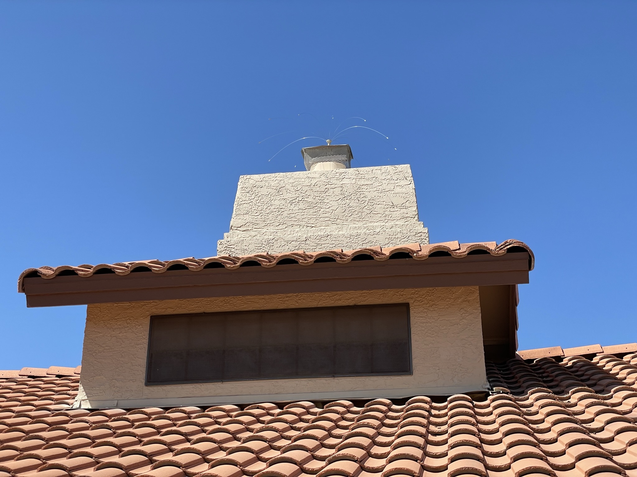 Methods to help get rid of pigeons | Alpha Pest Control