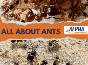 All about Ants in Arizona | Alpha Pest Control