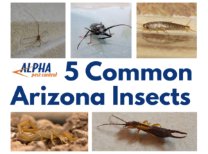 Five common Arizona insects | Alpha Pest Control